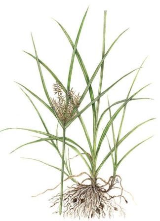 les fruits bios du sud: Les bienfaits du souchet comestible…