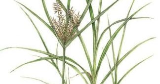 les fruits bios du sud: Les bienfaits du souchet comestible…