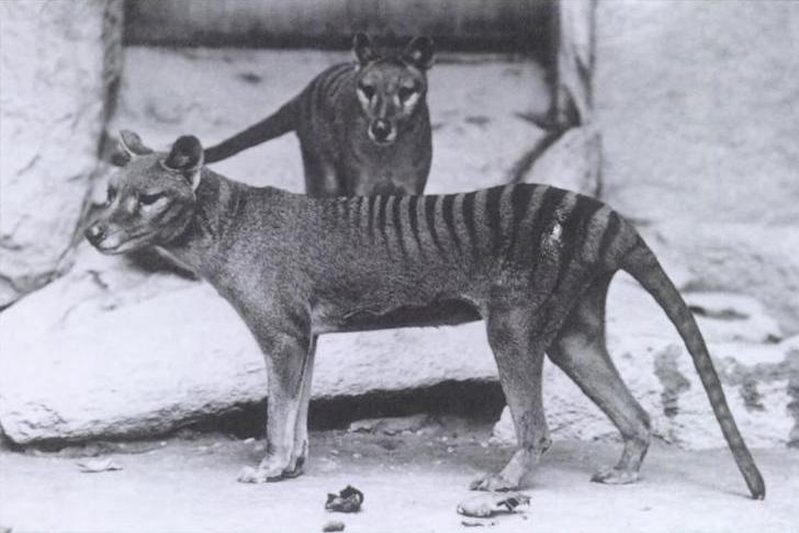 Outback Snack Australia: Tasmanian Tigers
