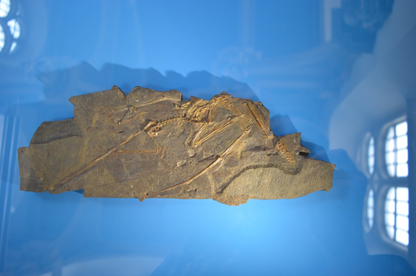 The Pterosaur Database: Wukongopterus Lii