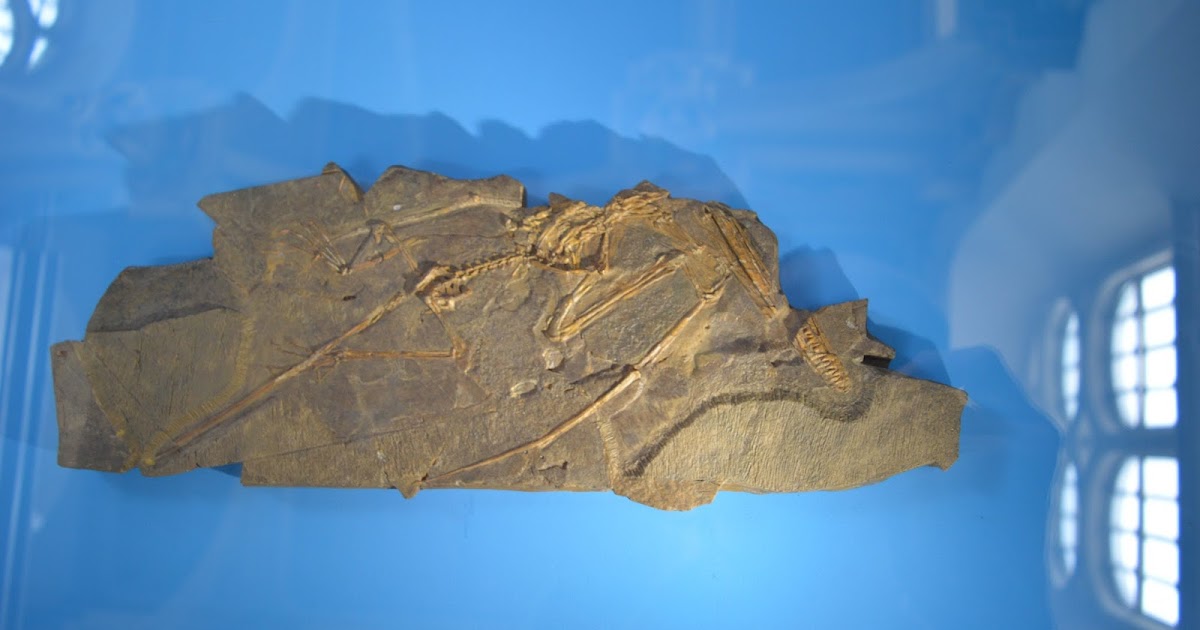 The Pterosaur Database: Wukongopterus Lii