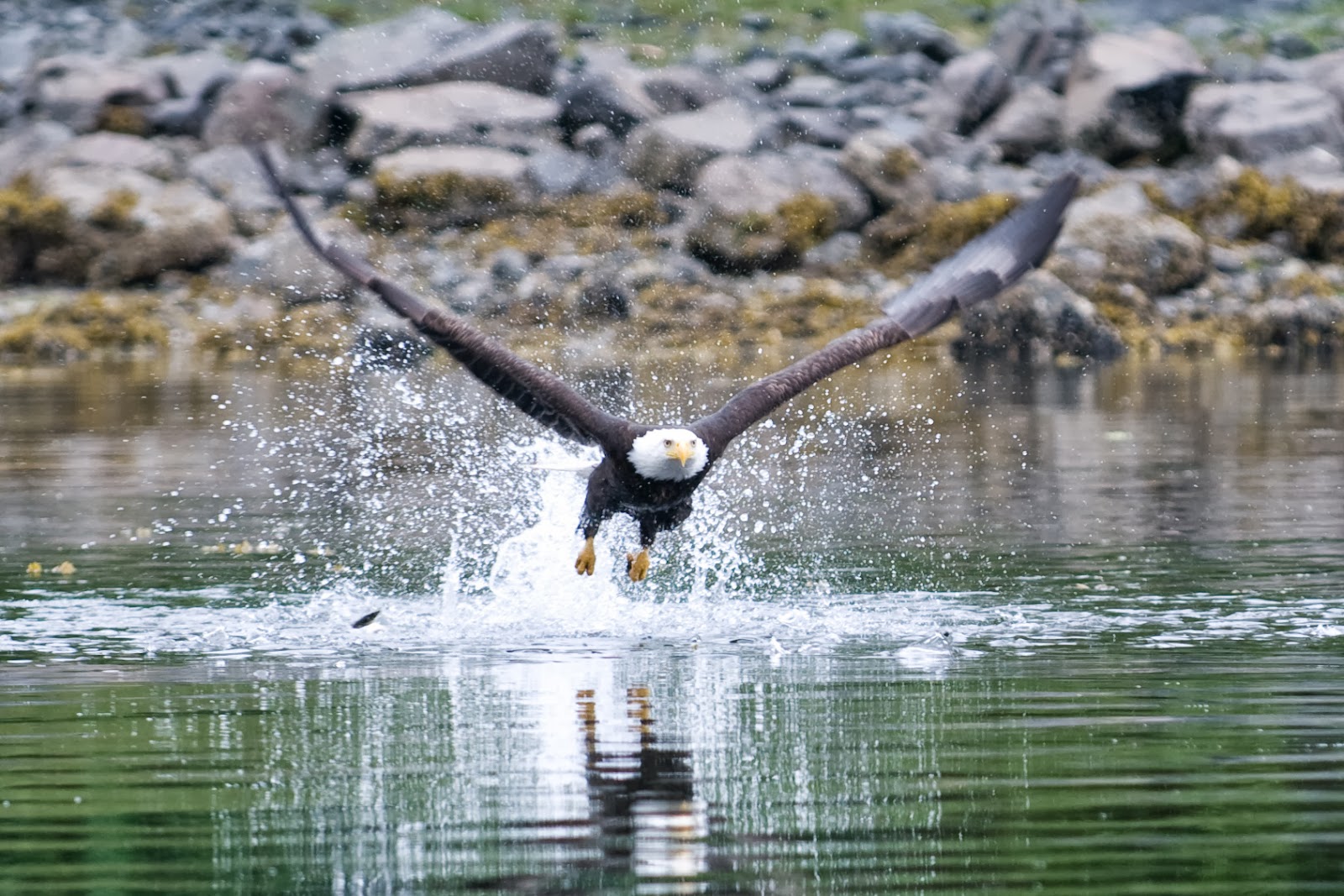 menopausal mumma: Bald Eagle Action Shots by Randal Rodgers
