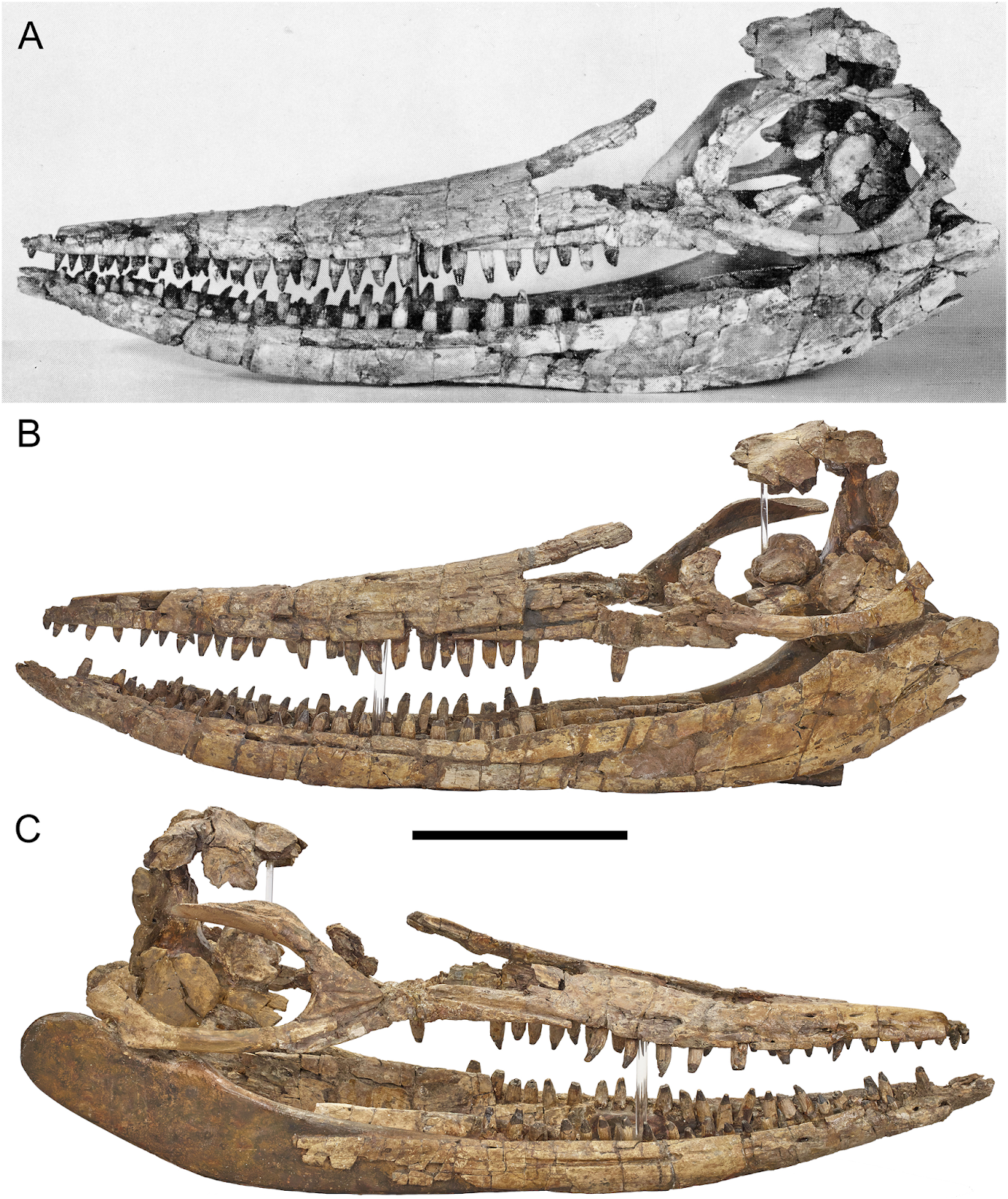 Species New to Science: [Paleontology • 2019] Descriptive Anatomy of ...