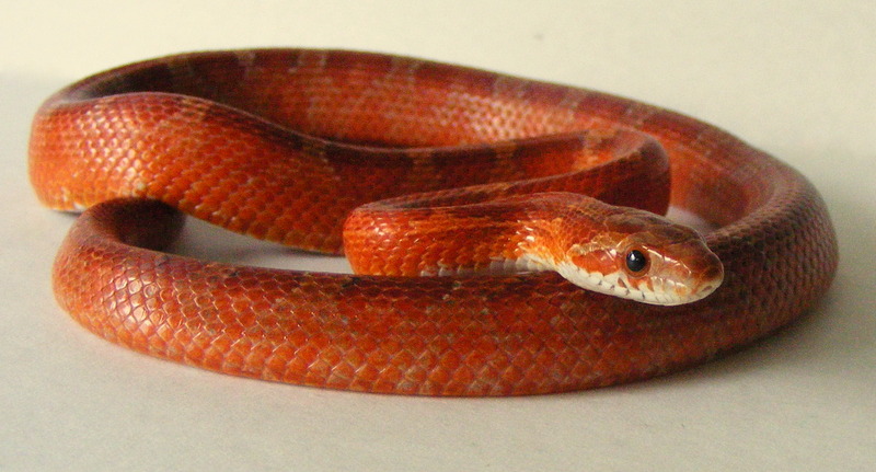 Our Beautiful World: Beautiful red snakes