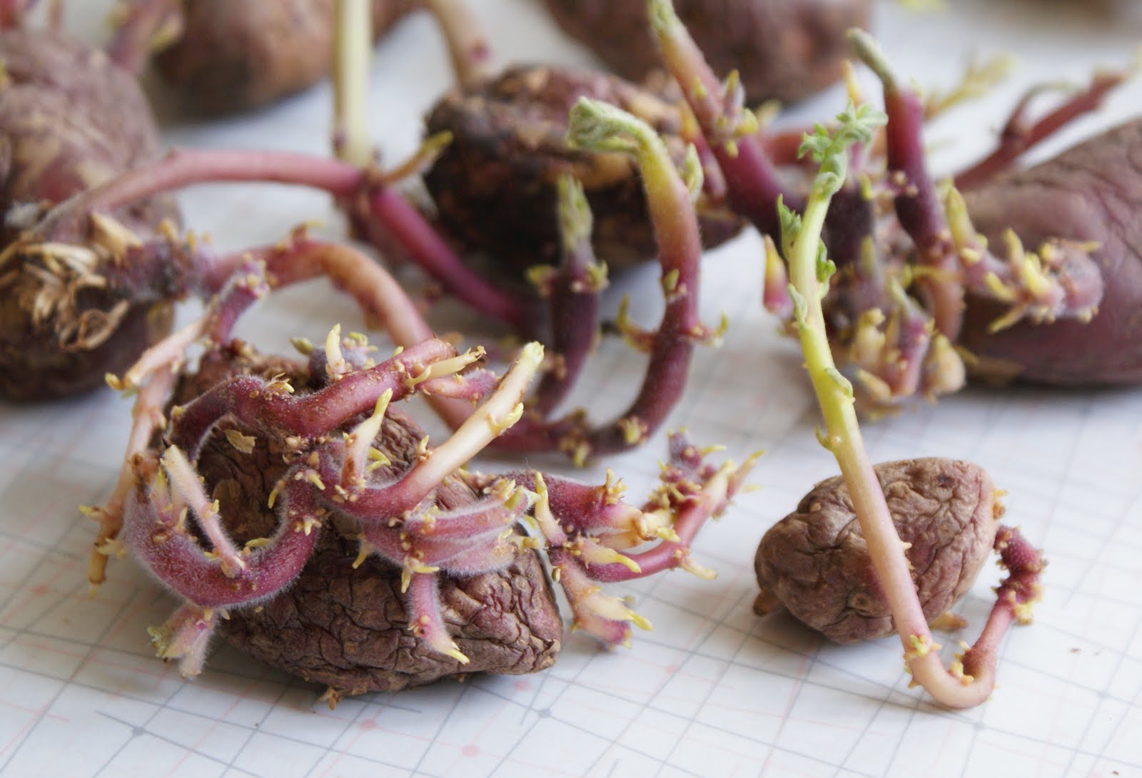 How to Build a Potato Condo - Dinner With Julie