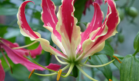 HOW TO GROW THE GLORY LILY (Gloriosa superba) FROM SEED |The Garden of ...