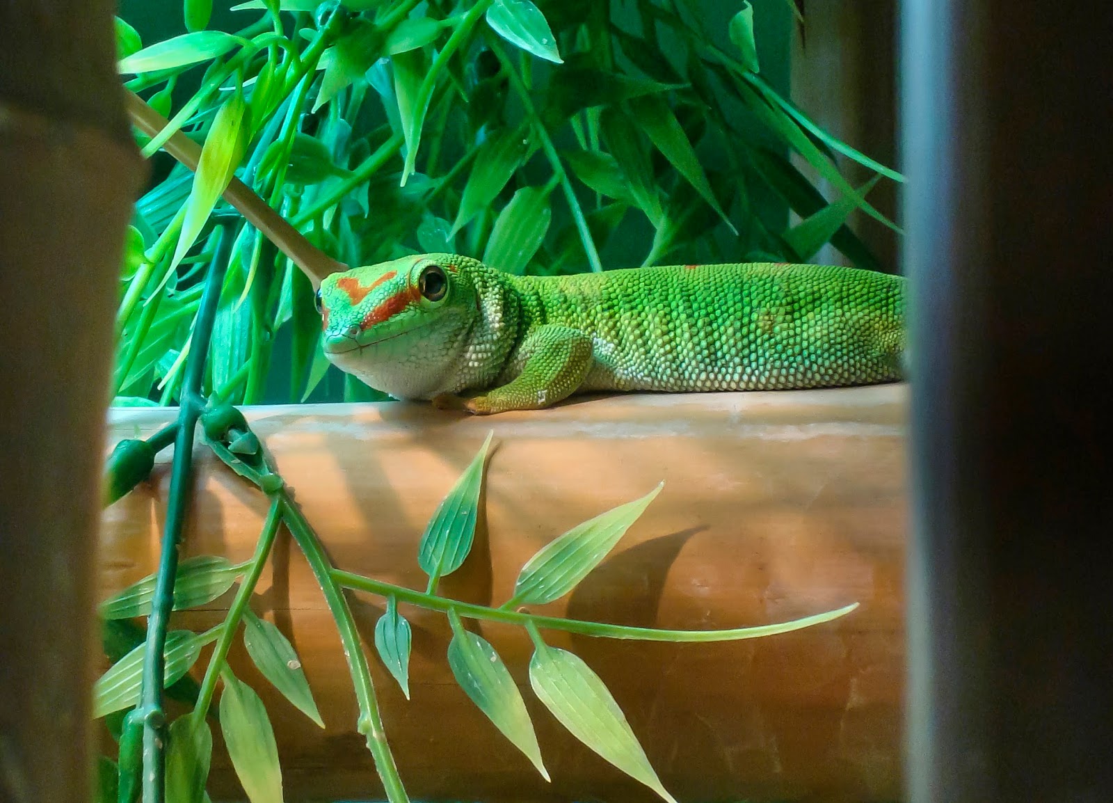 Keeper Spotlight: Reptiles and Amphibians with Alyssa Borek