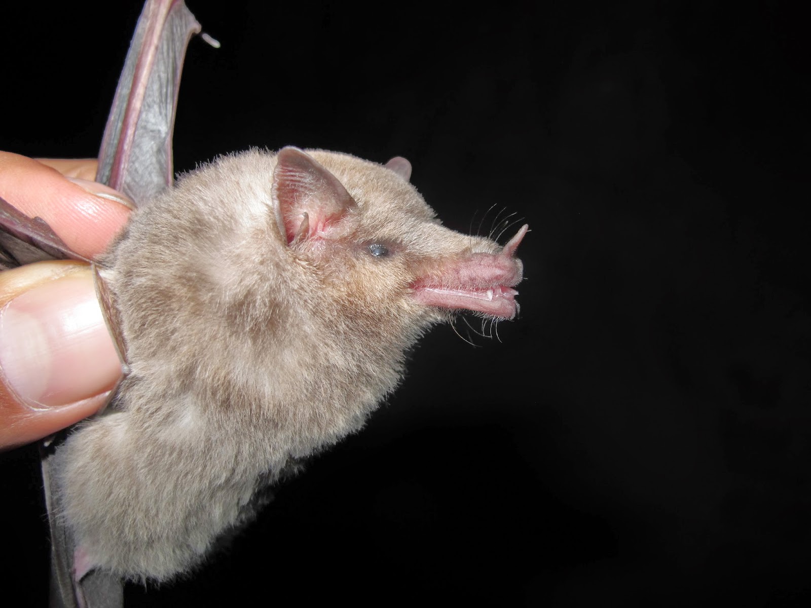 ConserBat Chile: Murcielagos de Chile