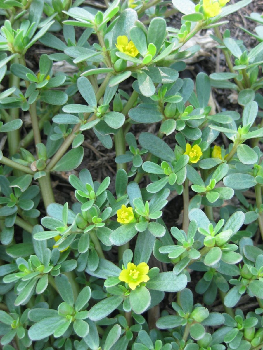 Herbs for Health: PURSLANE'S HEALTH BENEFITS AND HOW TO USE IT