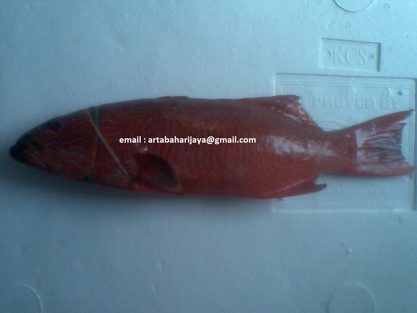 IKAN EXPOR: IKAN SUNU MACAN GARIS PANJANG