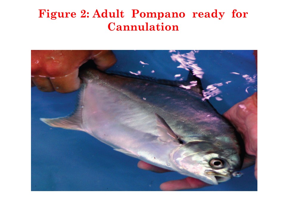 AQUA ANIMALIA: Seed Production And Culture Of Pompano