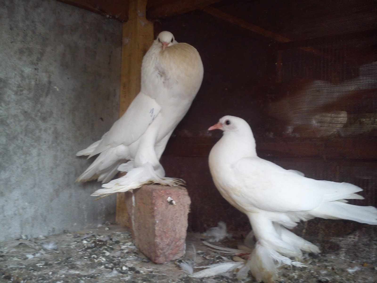 Pigeon Lovers : Purchase Pigeons