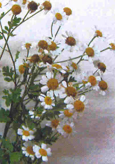 Centro Poblado de Chaca: ESTUDIO ETNOBOTÁNICO DE LAS PLANTAS ...