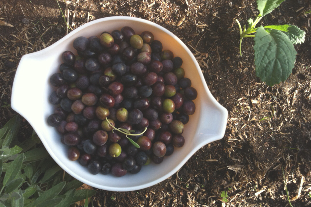 RECIPE FOR CURING OLIVES / the creative muster