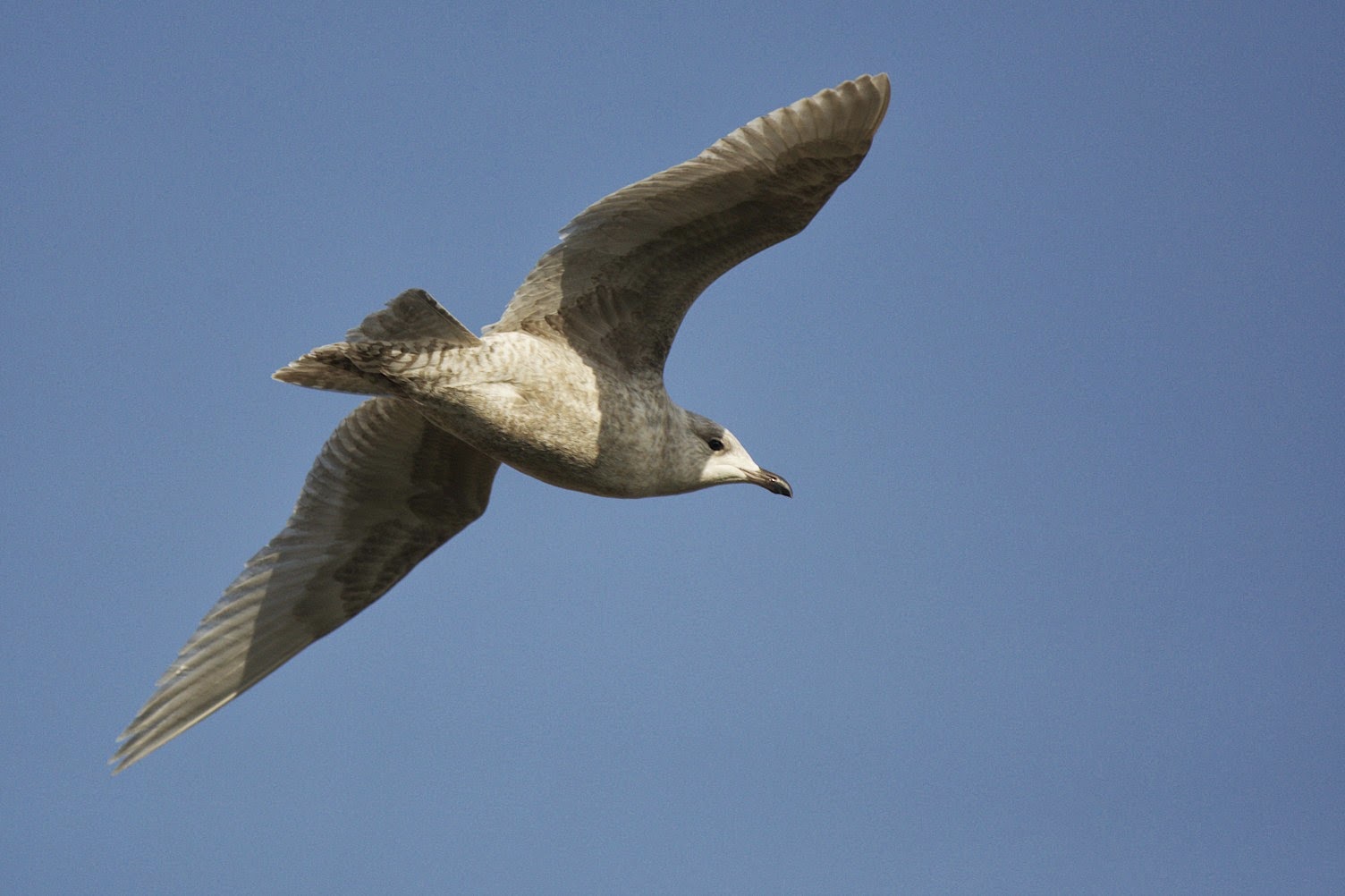 Harry Ramm's Birding Blog