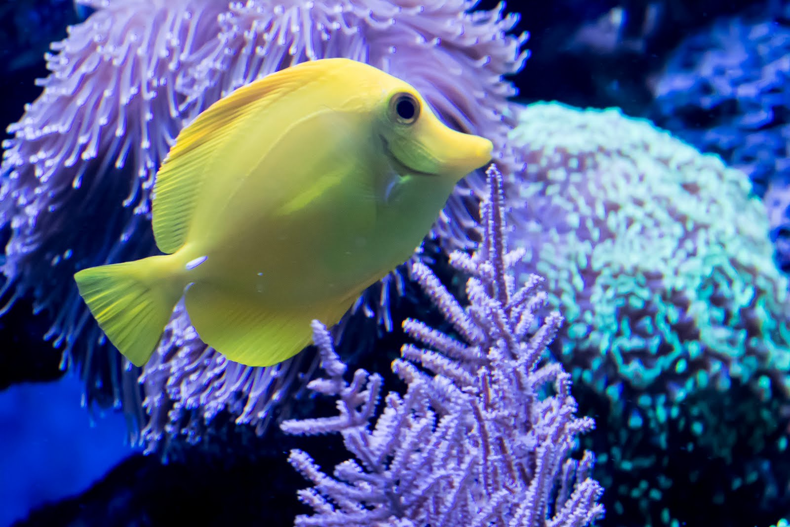 Photo Club MIST: Poisson-chirurgien jaune