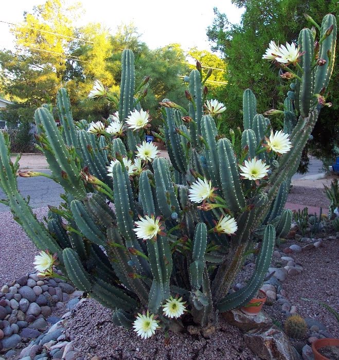 Suculentas : Cereus peruviano