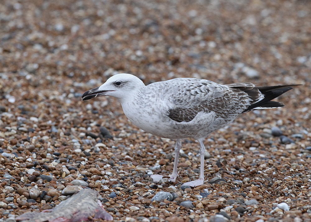Richard Smith - Birdwatching Days Out: 2x CASPIAN GULL, 1st winter ...