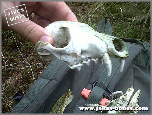 Where can you find animal bones ? : Jake's Bones