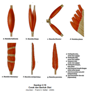 Widya Puspita: Jaringan dan Otot