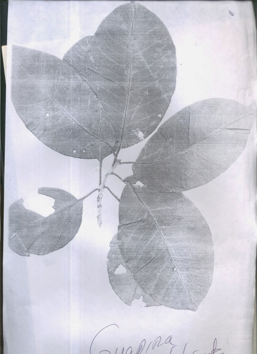 Flora de Puerto Rico Ilustrada Papo Vives: NYCTAGINACEAE GUAPIRA ...