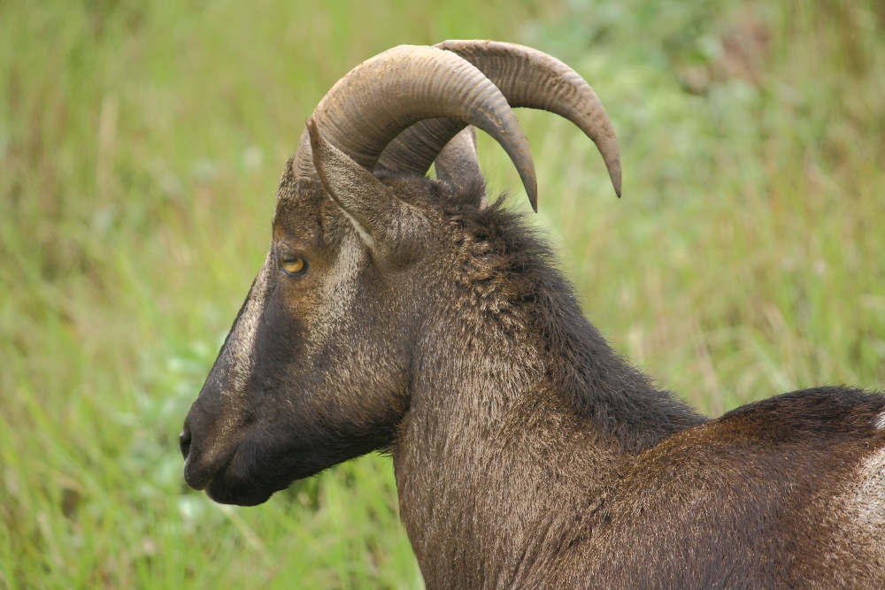 Get Lost In Nature.......: Eravikulam National Park,The Backyard of ...