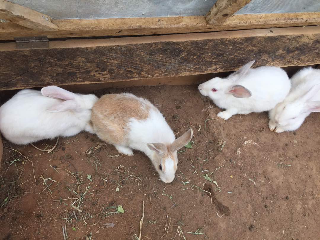 Rabbit farmers in Nigeria: Rabbit farms in Abuja Nigeria