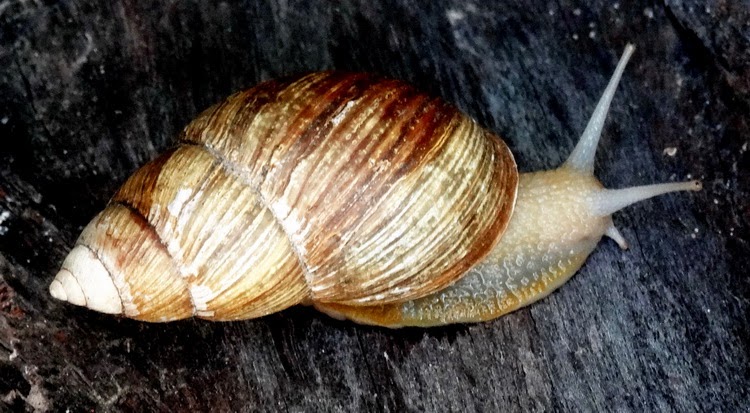 Moluscos terrestres de Argentina: Scutalus tupacii (Orbigny, 1835)