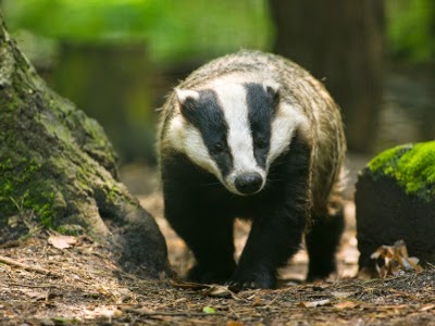Animali di Potere: Tasso, Animale di Potere e Totem