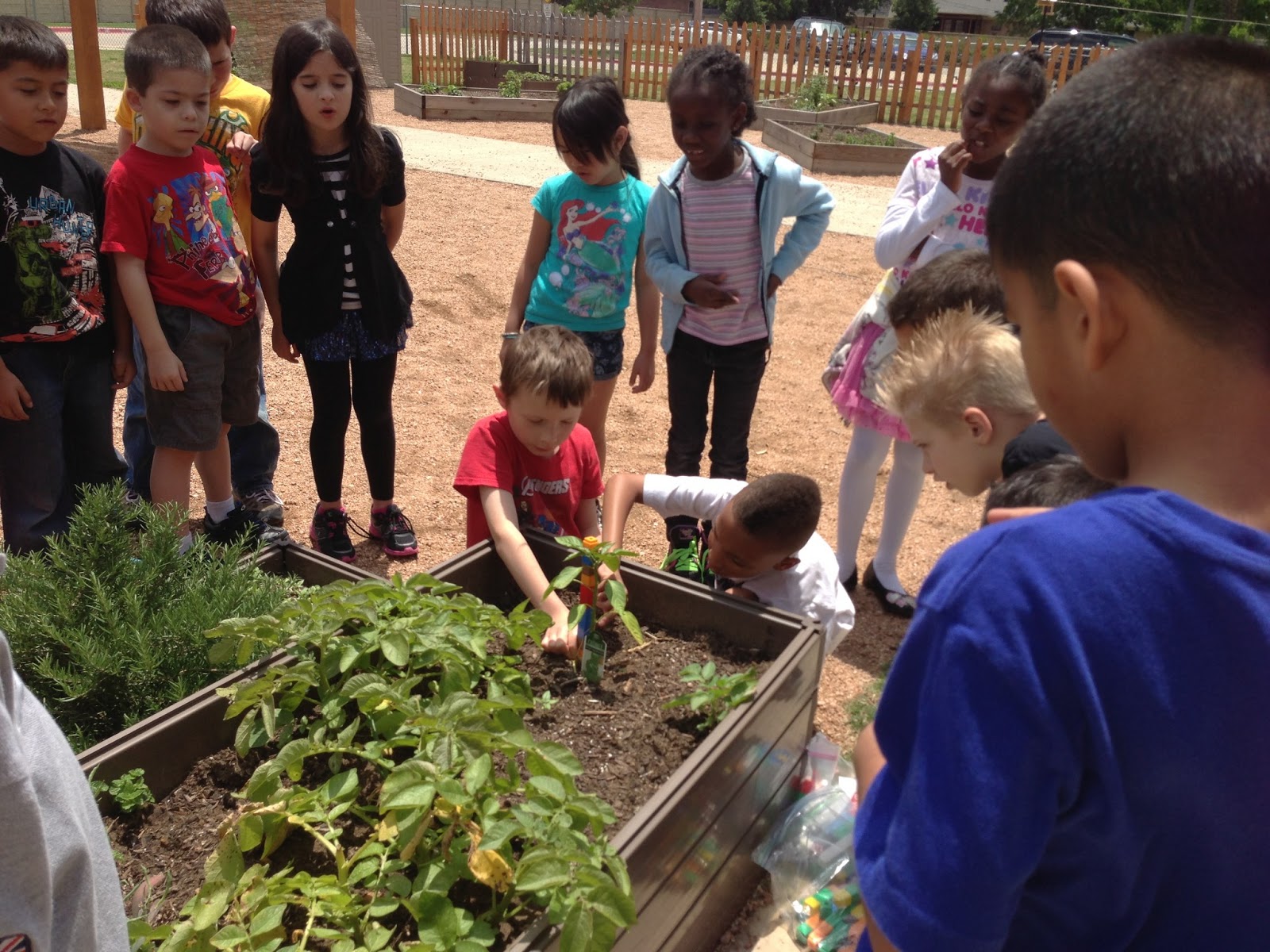 Bishop's Blackboard: An Elementary Education Blog: Measuring in the Garden