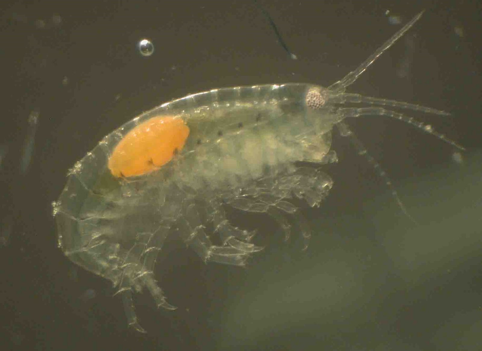 Biodiversity Science: Barcoding parasitic worms