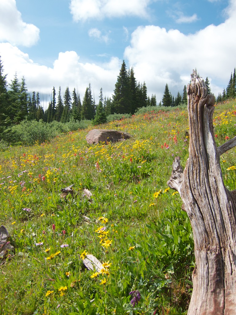 Beth Groundwater: Wildflower Hike on Shrine Mountain Trail