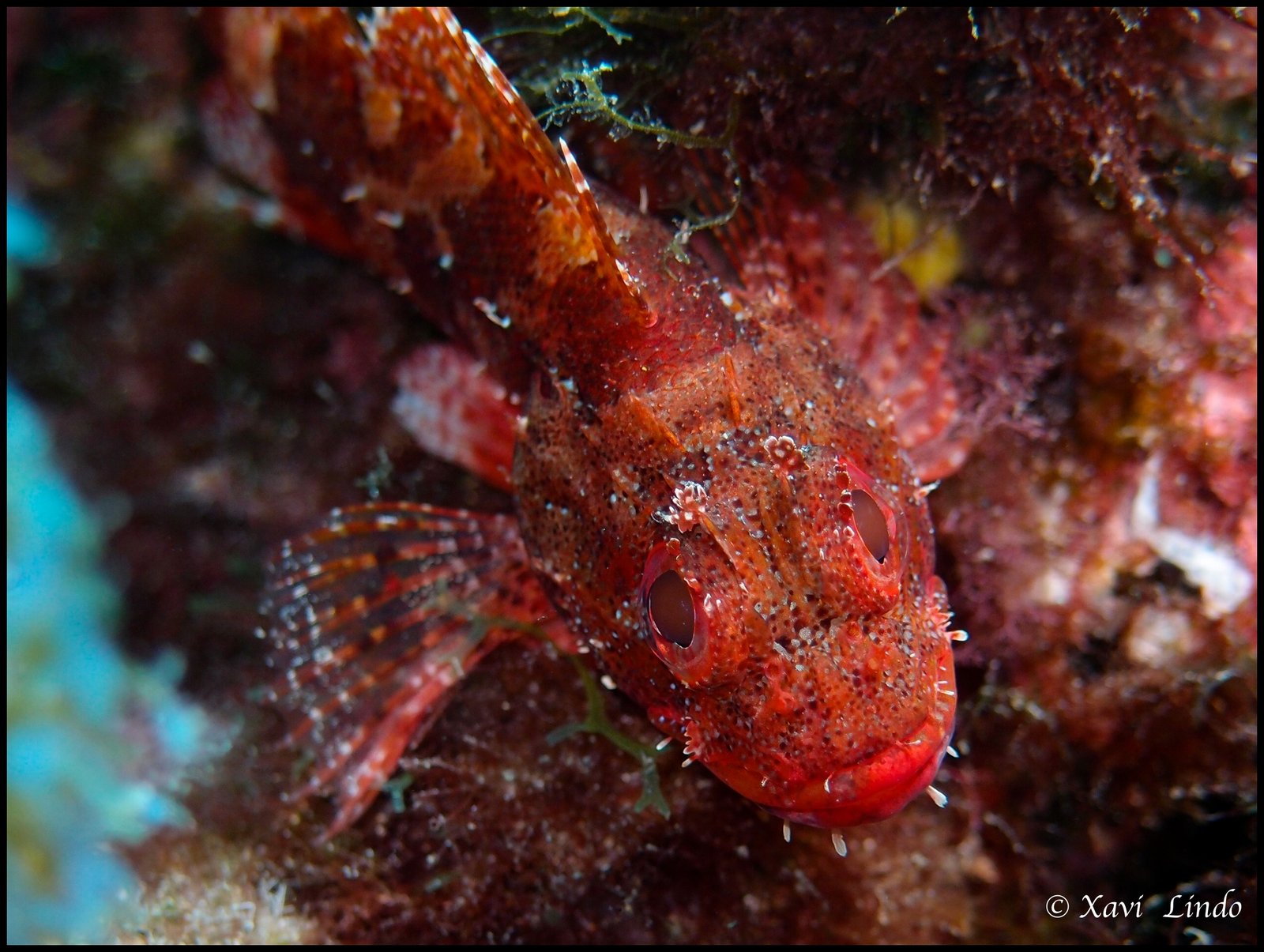 Un món sota el mar (Illes Canàries): Rascacio (Scorpaena maderensis)