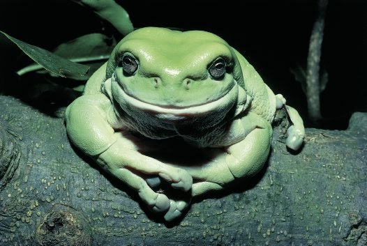 Animal Unique: Frog