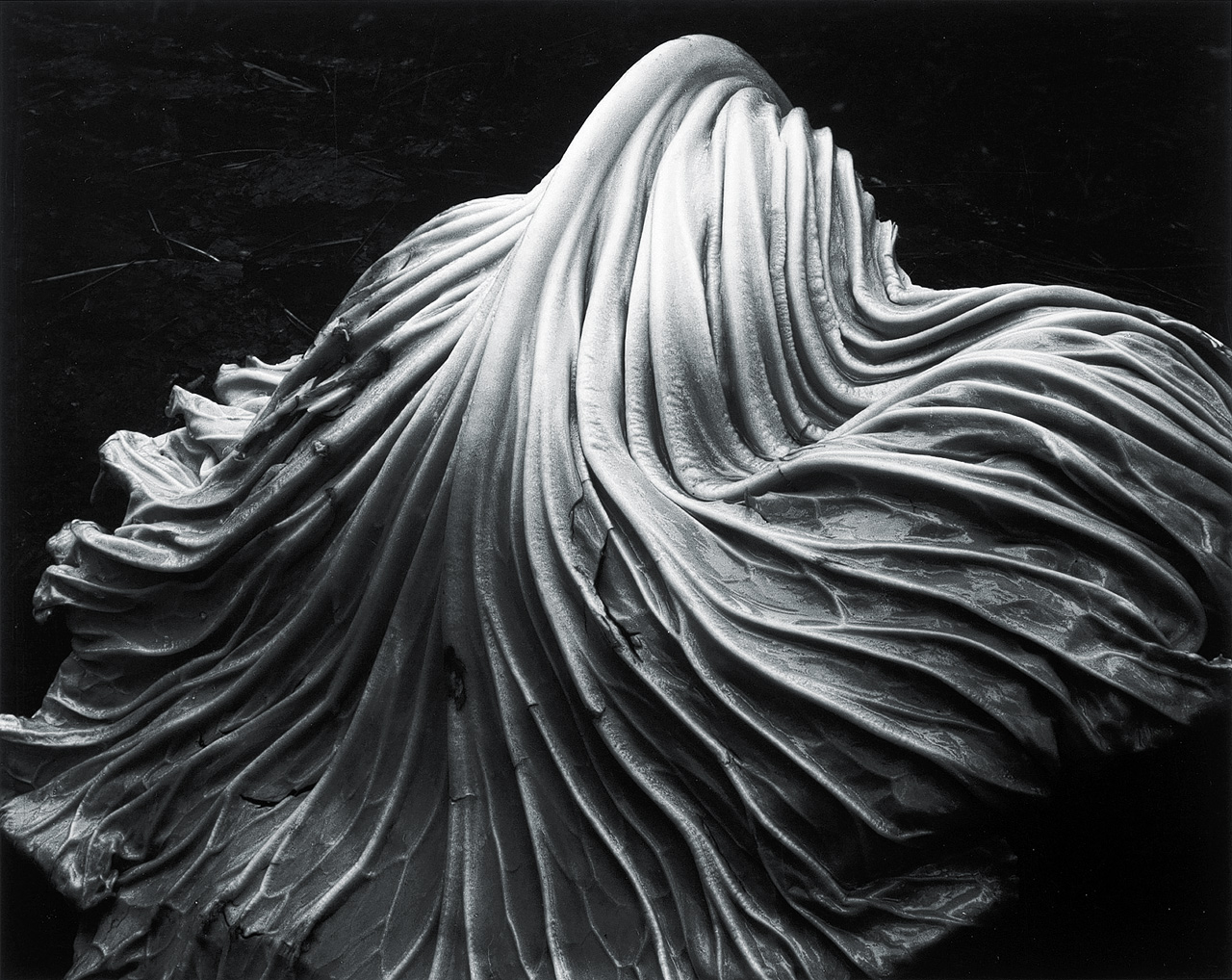 Edward Weston - Fotografía : Revista El Bosco