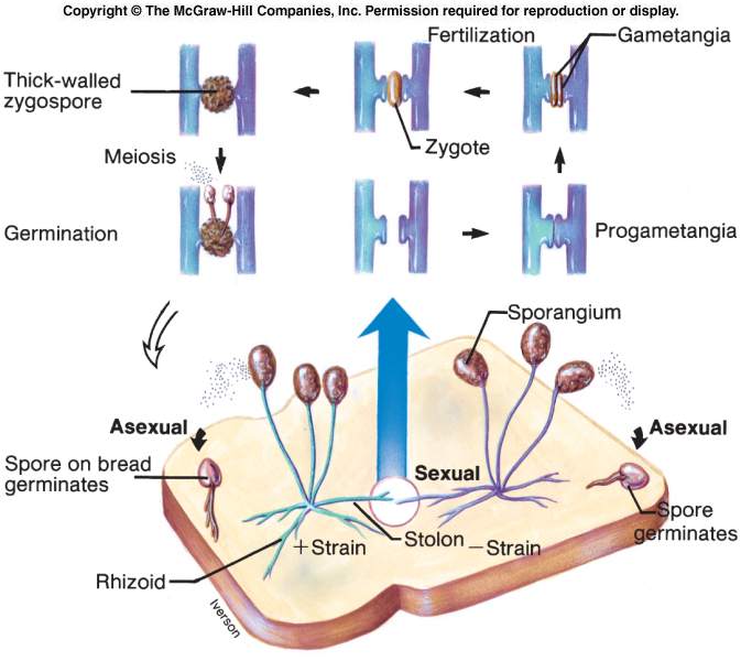 STPM BIOLOGY: STPM Biology - Chapter 13: Reproduction - life cycle of Fungi
