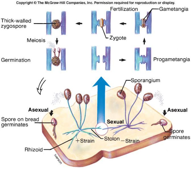 STPM BIOLOGY: STPM Biology - Chapter 13: Reproduction - life cycle of Fungi