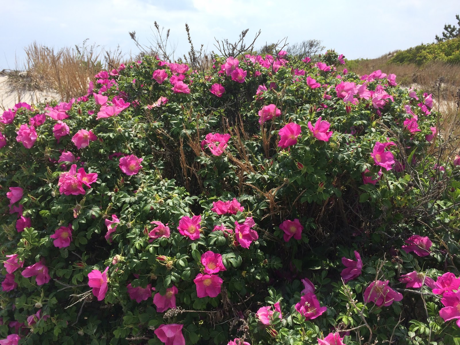 Gone To The Beach: June ~ Beach Roses