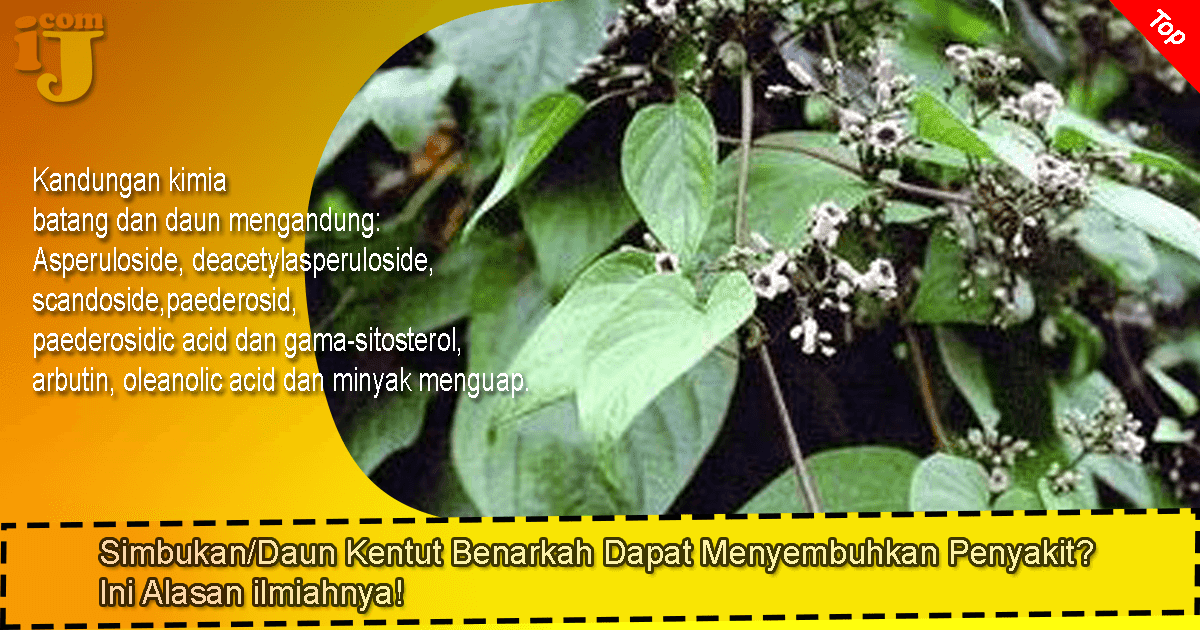 Simbukan/Daun Kentut Benarkah Dapat Menyembuhkan Penyakit? | IJ.COM