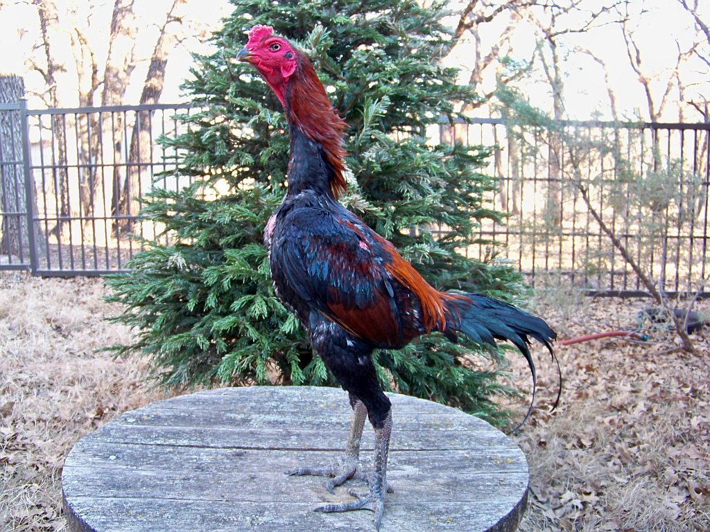 KING GHAZI: PAKISTANI ASEEL