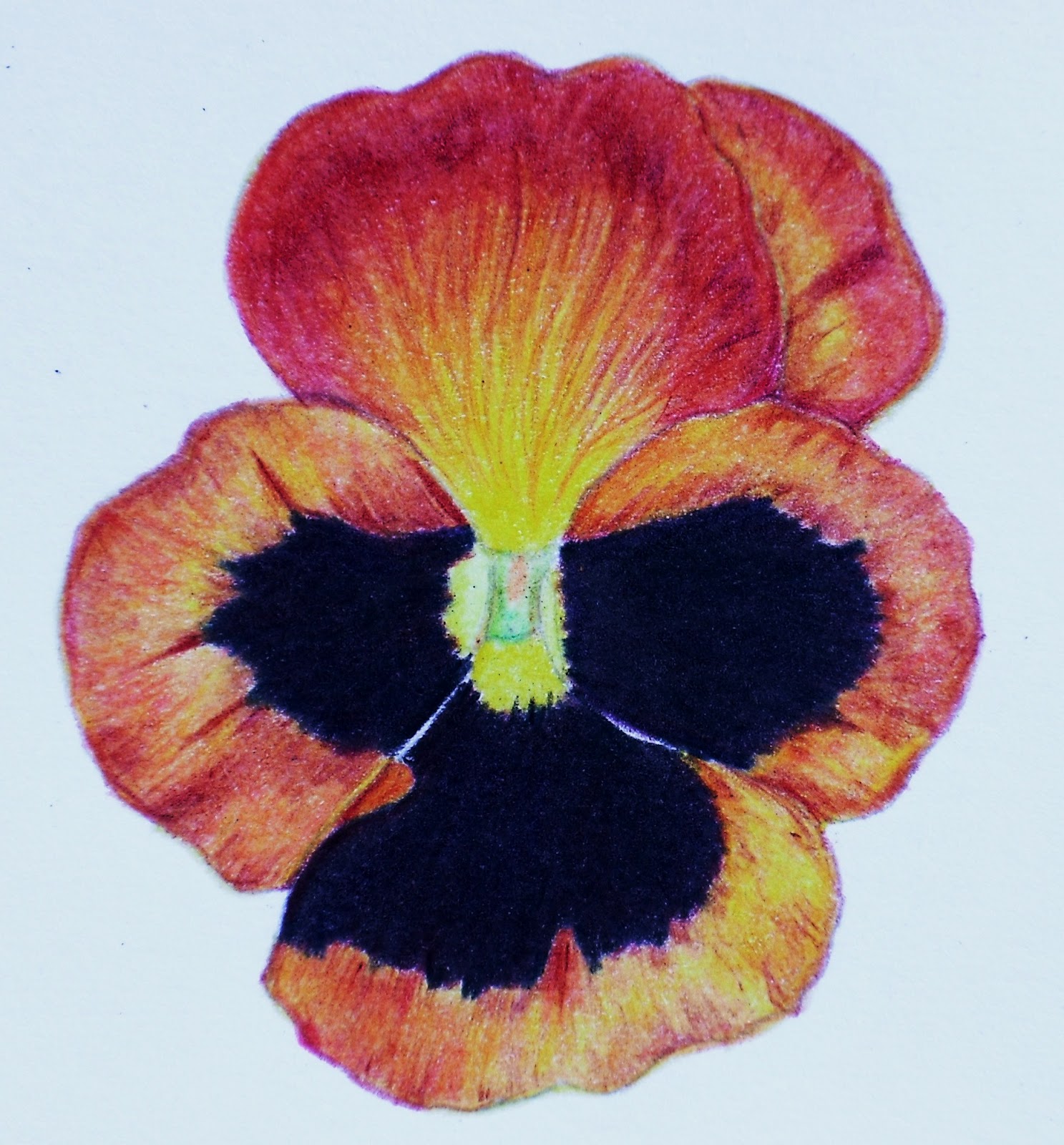 Drawings of Botanical Things: Pansies