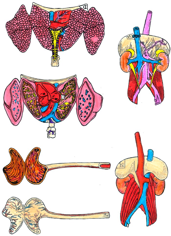 APRENDE y DISFRUTA con las CIENCIAS NATURALES: Recortable del esqueleto ...