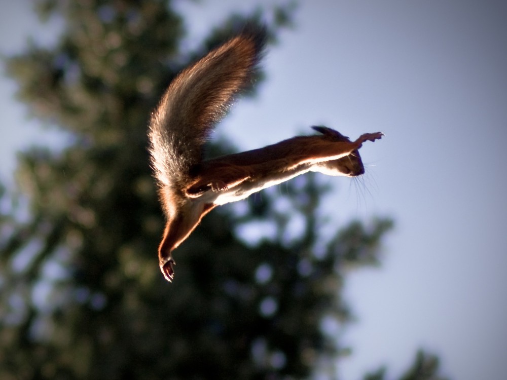 Flying Squirrel