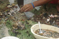 Sizzling. Hot.: Kilawing Talaba (Fresh Oysters in Spicy Vinegar)