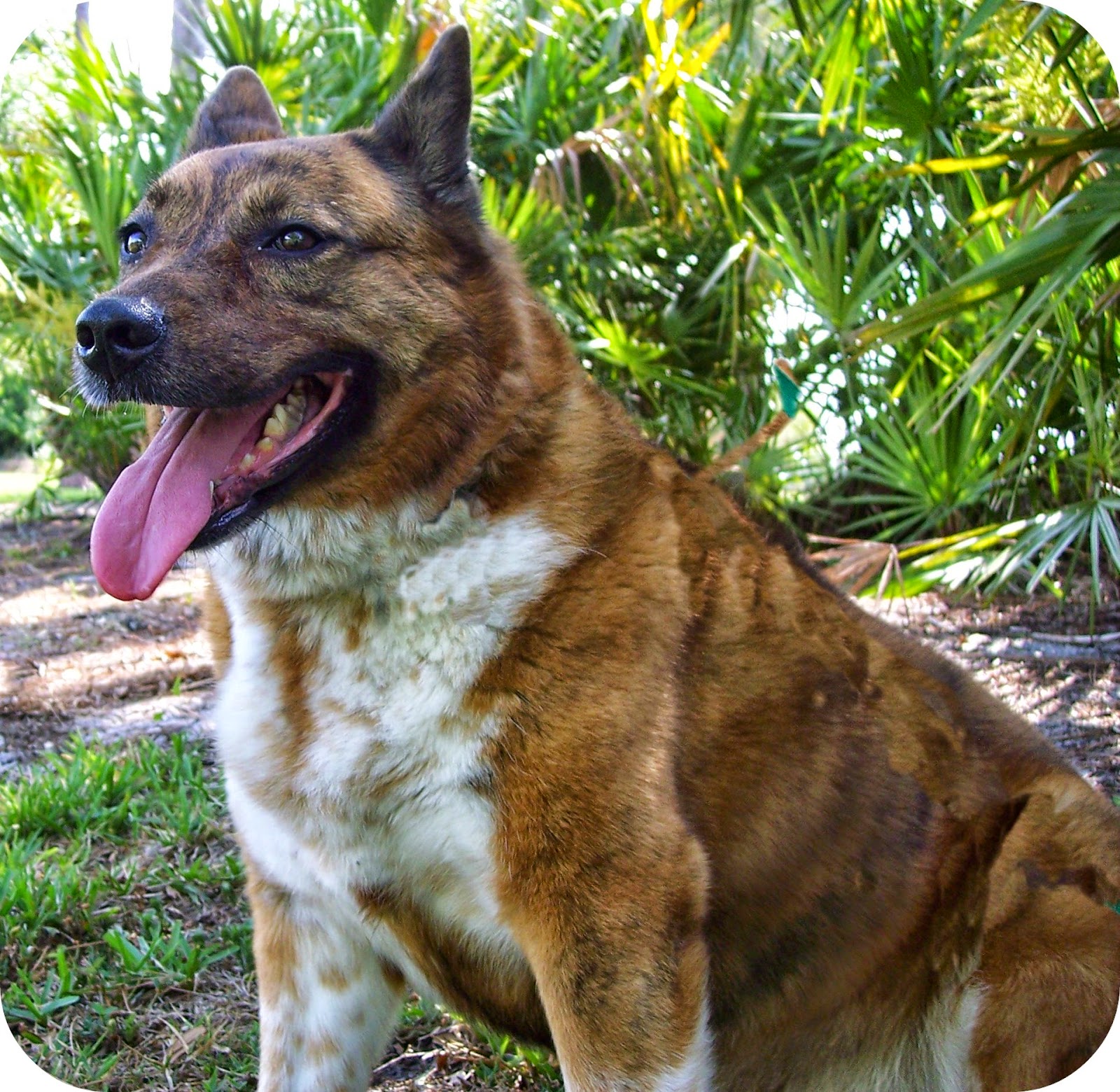 Kelly's Animal Hospital: Canine Lymphoma