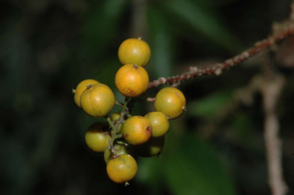 The Nature of Robertson: Celastrus australis - Staff Climber (aka Staff ...