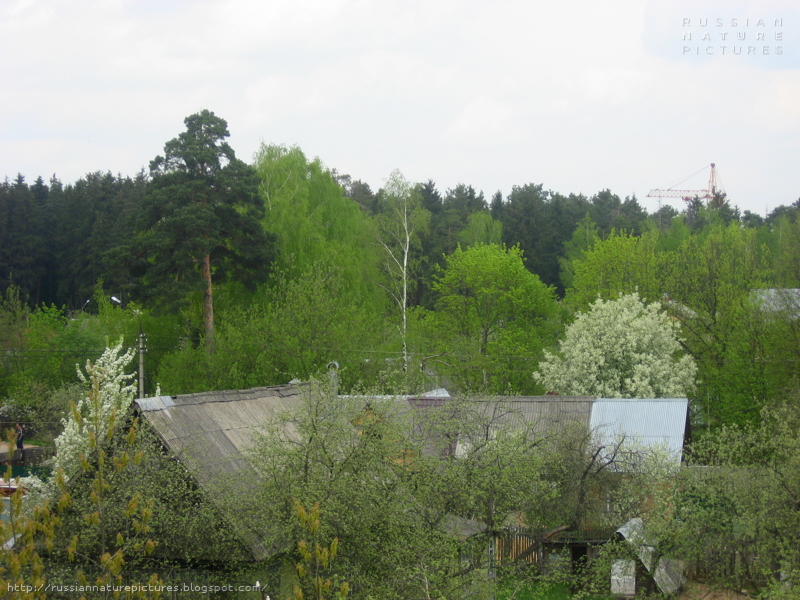 Landscapes: One-Year Tree ~ Russian Nature Pictures