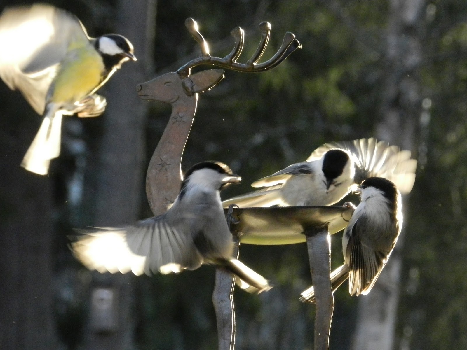 il nostro nord del mondo: Noi siamo a Roma, loro ci aspettano