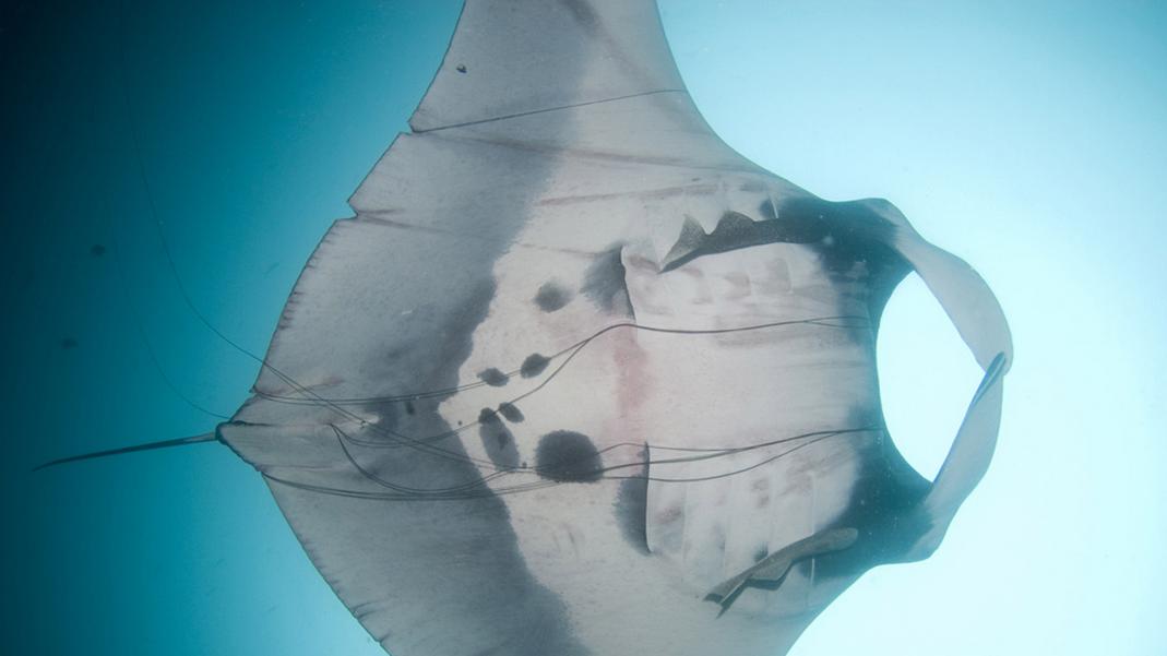 Un Mundo en Paz: Las mantarrayas gigantes de los mares ecuatorianos