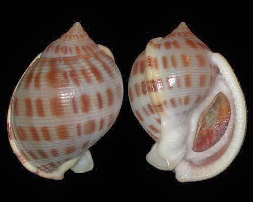 Artes de Pesca: YELMO ESTRIADO Y YELMO PINTADO